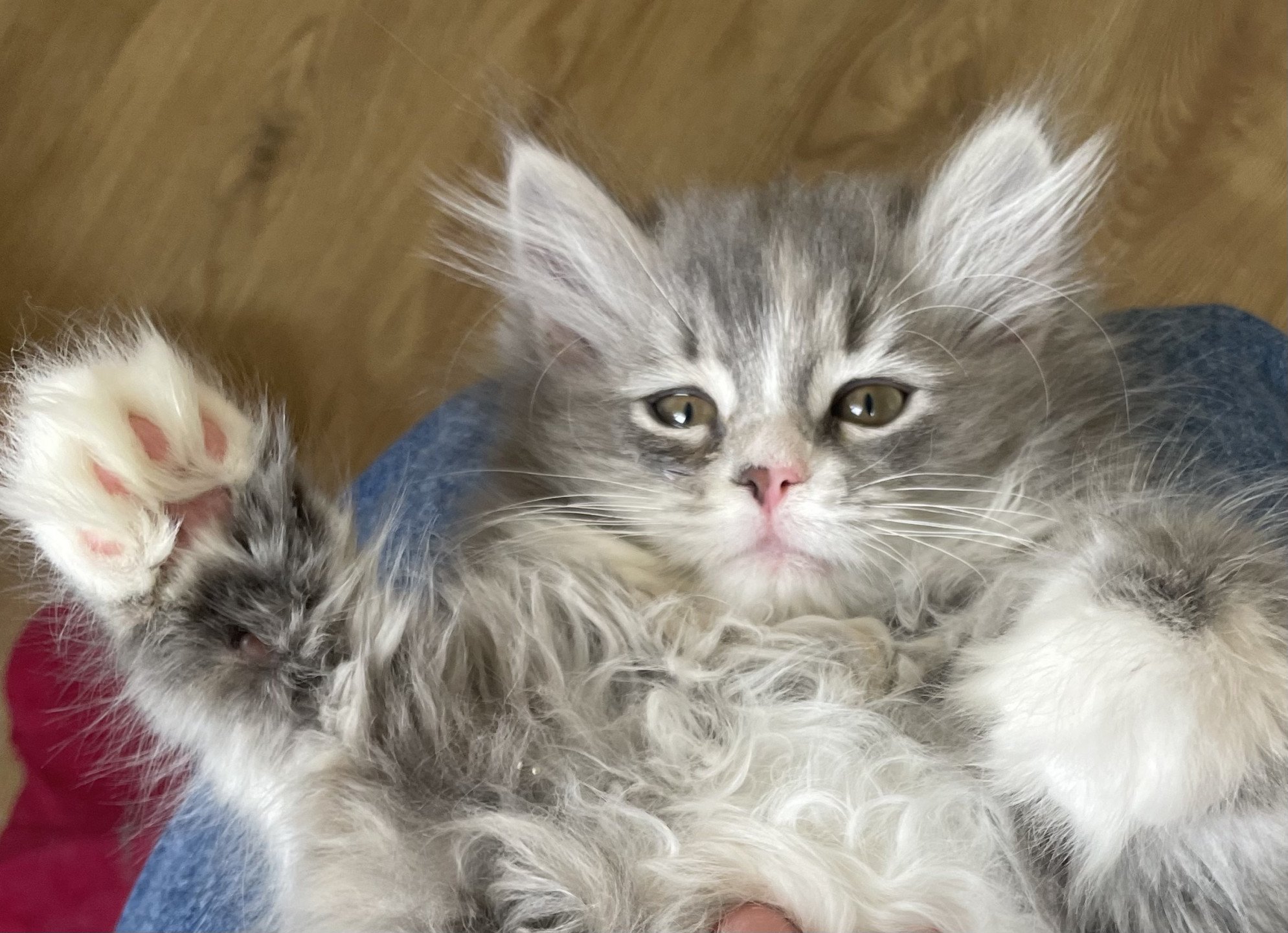 Portée Kiwie Léon 2022 : Kiwie Debie Phantom Cats Sibérien blue & blanc ...