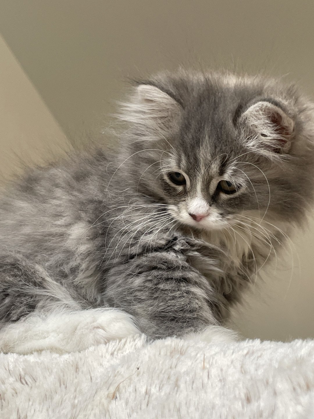 Portée Kiwie Léon 2022 : Kiwie Debie Phantom Cats Sibérien blue & blanc ...