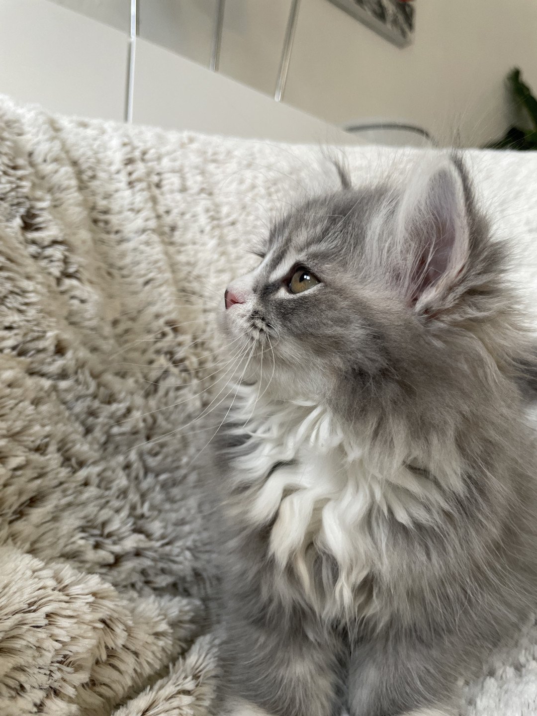 Portée Kiwie Léon 2022 : Kiwie Debie Phantom Cats Sibérien blue & blanc ...