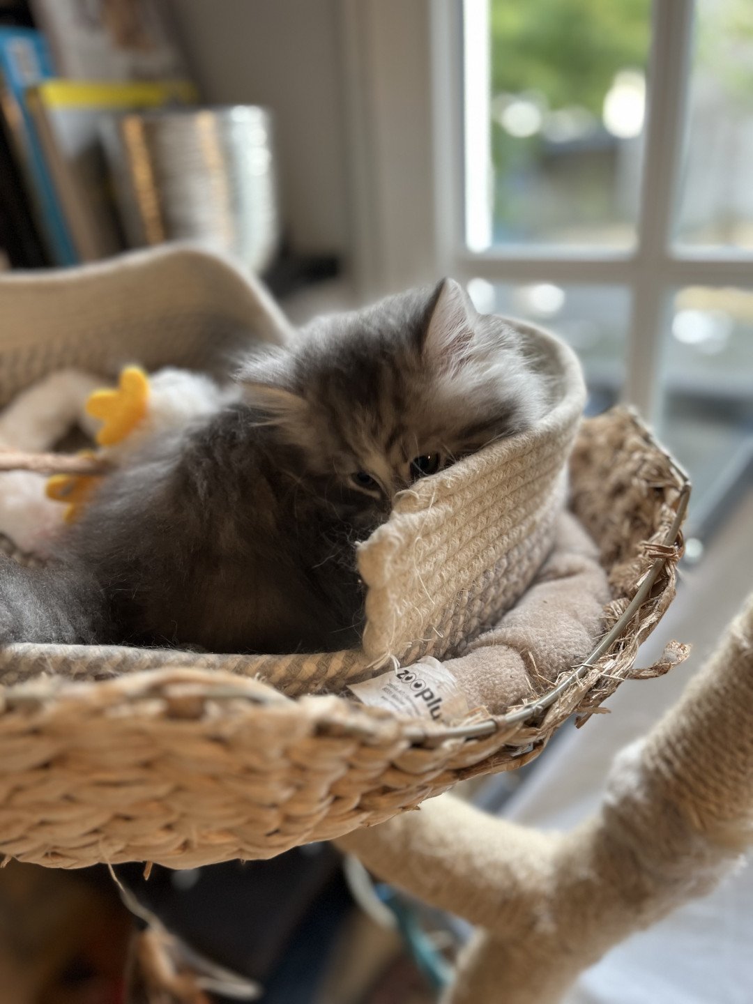 Portée Kiwie Arhangel King Pearl 2023 : Kiwie Debie Phantom Cats ...